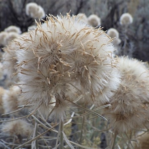 100 RUBBER RABBITBRUSH Chamisa Ericameria Nauseosa Native Desert Shrub ...