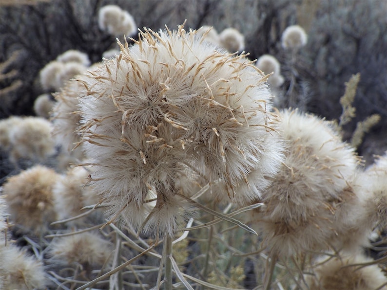 100 RUBBER RABBITBRUSH Chamisa Ericameria Nauseosa Native - Etsy