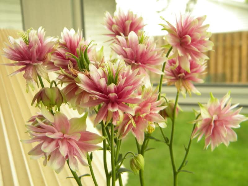 25 NORA BARLOW Pink COLUMBINE Aquilegia Caerulea Flower Seeds | Etsy