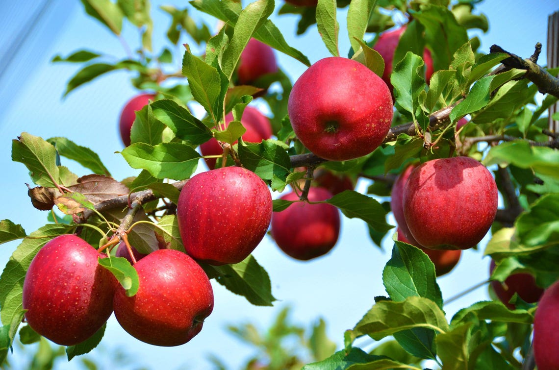 25 PARADISE APPLE Red Delicious Common Malus Pumila Domestica Fruit ...