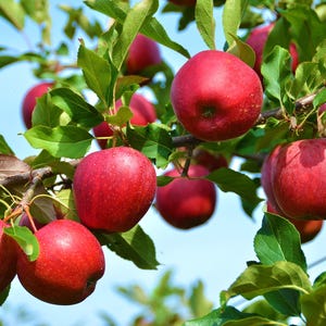 25 PARADISE APPLE Red Delicious Common Malus Pumila Domestica Fruit ...