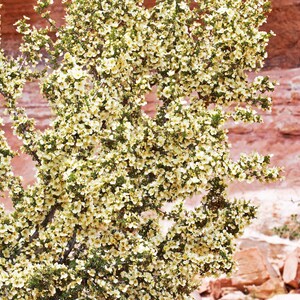 40 STANSBURY CLIFFROSE Purshia Stansburiana Cliff Rose Native Desert ...