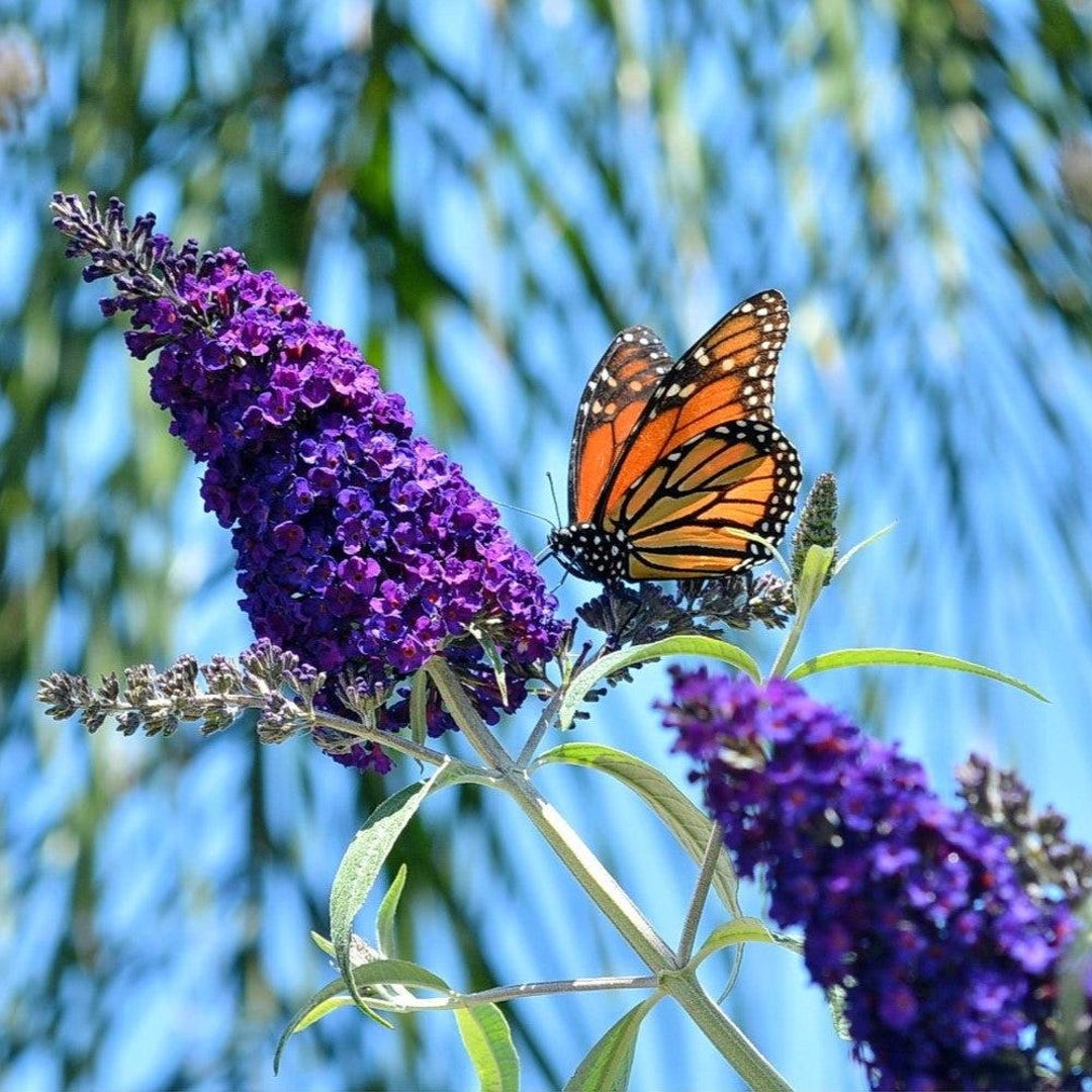 50 Dark PURPLE BUTTERFLY BUSH Buddleja Davidii Hummingbird Shrub ...