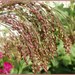 30 Violet PANIC GRASS Panicum Miliaceum Violaceum Ornamental Purple ...