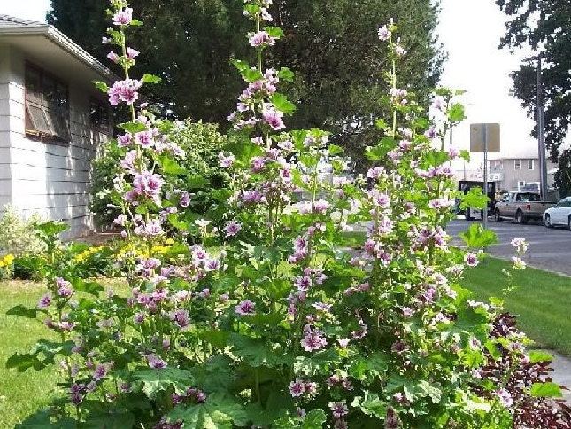 20 ZEBRA MALLOW Malva Sylvestris Var. Zebrina Flower Seeds - Etsy