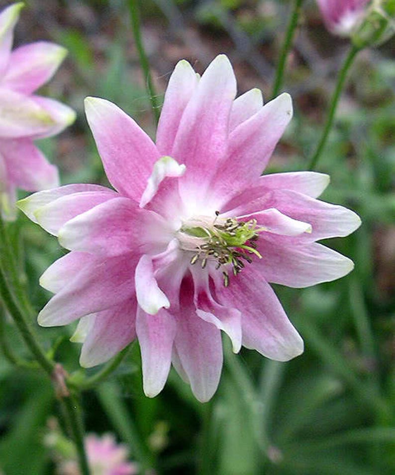 100 MIXED EUROPEAN COLUMBINE Aquilegia Flower Seeds | Etsy