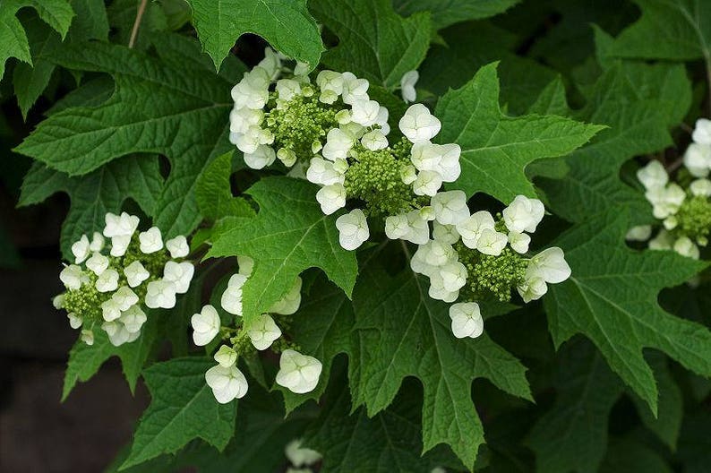 40 White OAK LEAF HYDRANGEA Quercifolia Shrub Flower Seeds - Etsy
