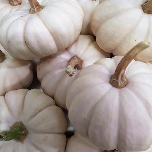 15 WHITE Baby Boo MINI PUMPKIN Miniature Cucurbita Pepo Vegetable Seeds ...