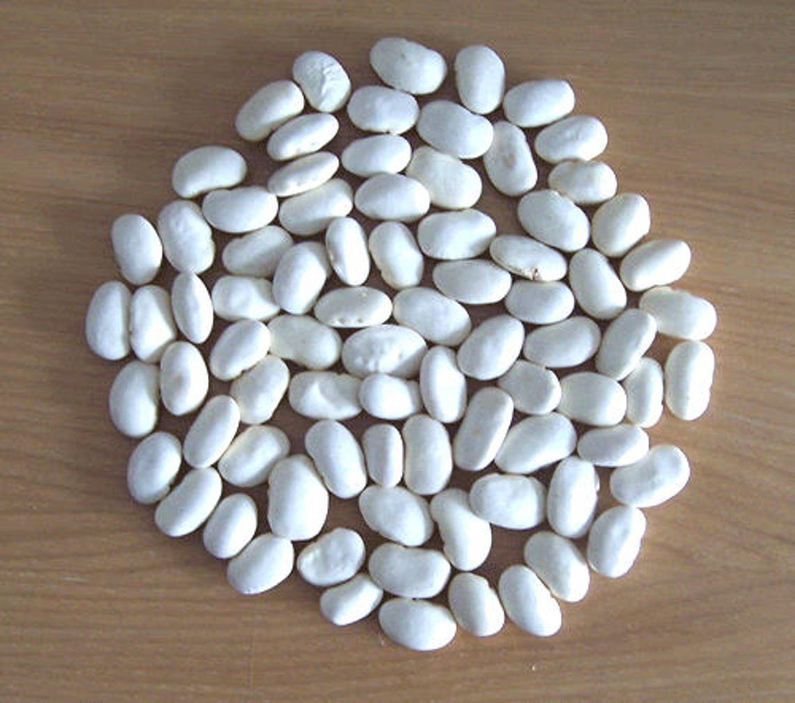 50 NAVY BEAN Michigan Pea White Phaseolus Vulgaris Soup - Etsy