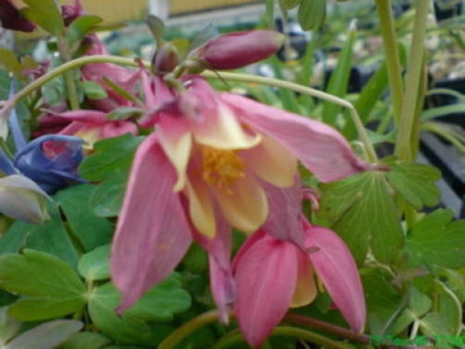 50 Mixed Colors MCKANAS GIANT COLUMBINE Aquilegia Vulgaris | Etsy