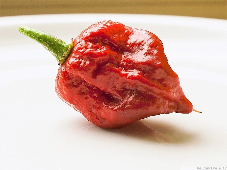 10 Red CAROLINA REAPER PEPPER World's Hottest Capsicum | Etsy