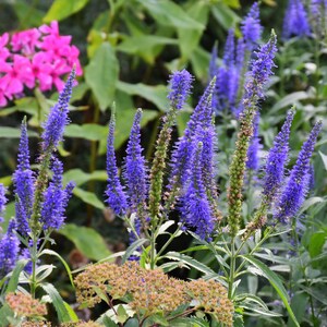 50 Mixed Colors VERONICA SIGHTSEEING MIXTURE (spike Speedwell) Veronica ...