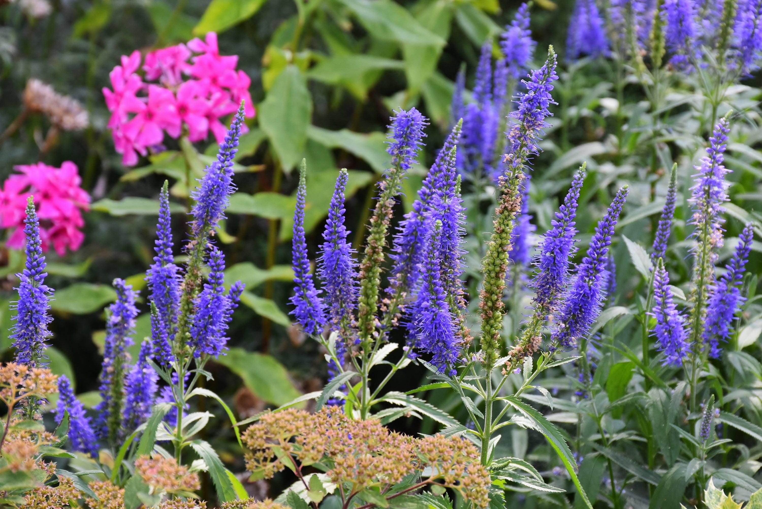 50 Mixed Colors VERONICA SIGHTSEEING MIXTURE (spike Speedwell) Veronica ...