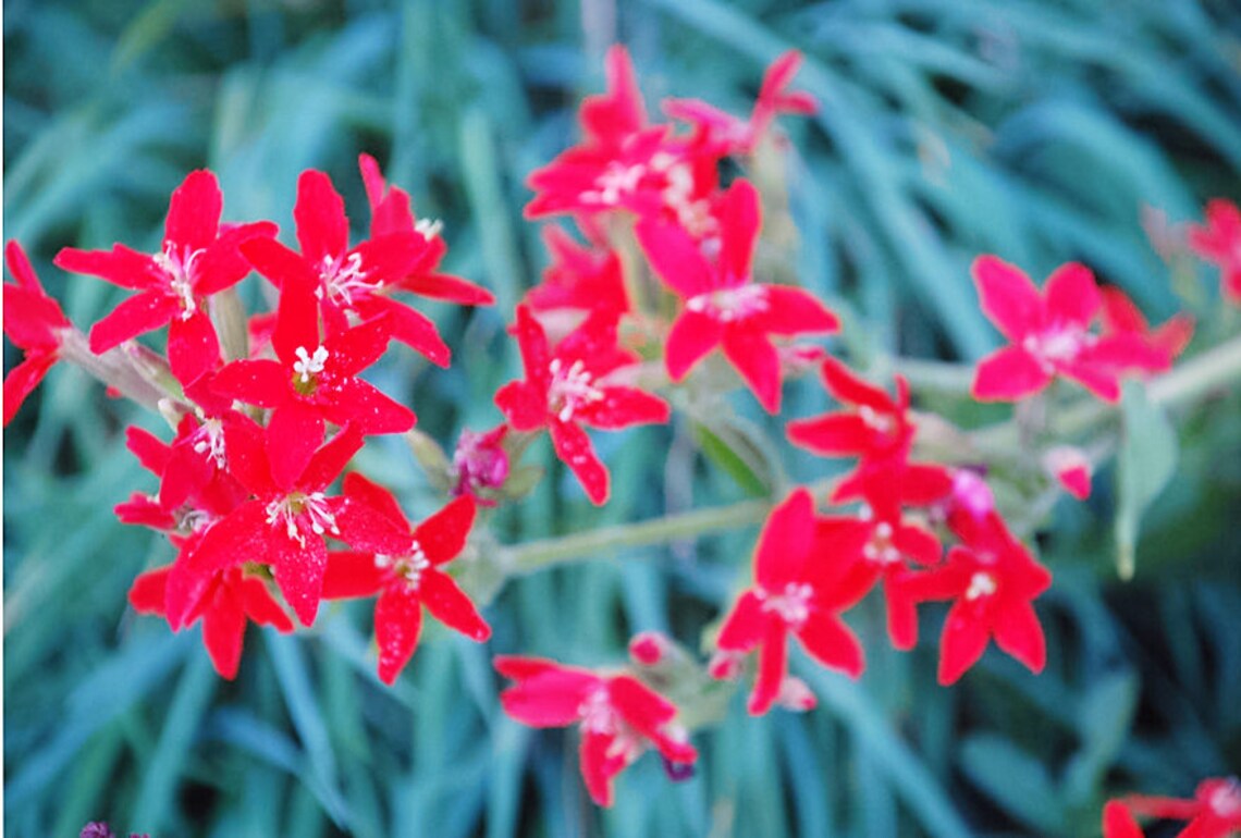 20 ROYAL RED CATCHFLY Hummingbird & Endangered Native Flower - Etsy