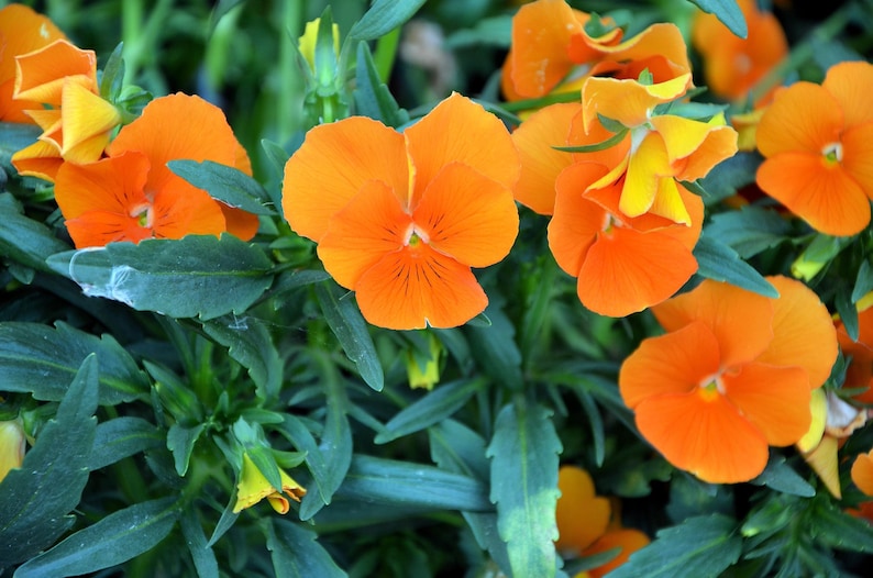 50 ORANGE SUN PANSY Swiss Giant Viola Wittrockiana Flower Seeds - Etsy
