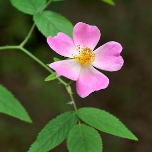 10 CLIMBING MICHIGAN ROSE Rosa Setigera Aka Climbing Prairie or ...