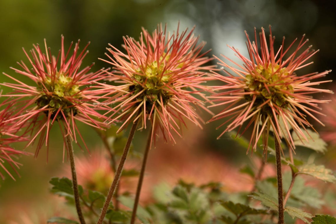 20 NEW ZEALAND BURRS Scarlet Piripiri Acaena Microphylla Flower Ground ...
