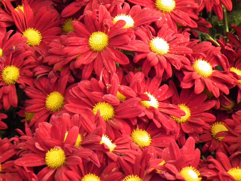 100 RED ROBINSONS DAISY Painted Chrysanthemum Coccineum - Etsy