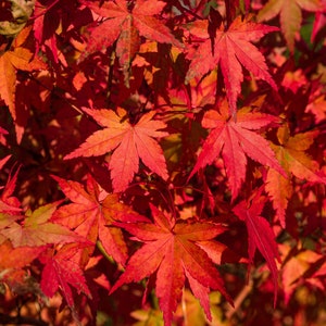 10 RED JAPANESE MAPLE Tree Bloodgood Ornamental Acer Palmatum Seeds - Etsy