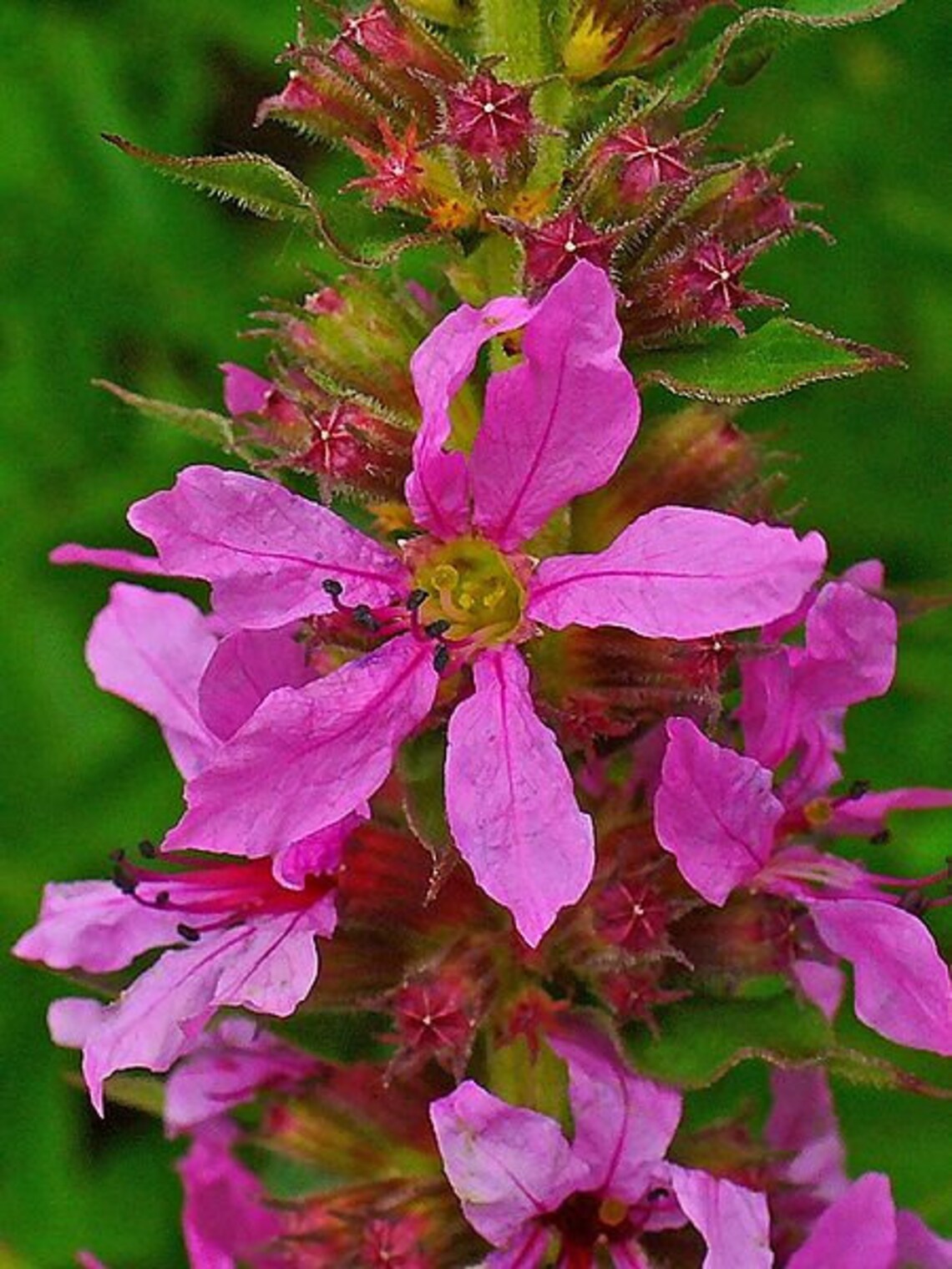 1000 PINK WINGED LOOSESTRIFE Lythrum Alatum Flower Seeds | Etsy