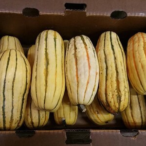 50 DELICATA SQUASH Striped Sweet Potato Cucurbita Pepo Vegetable Seeds ...