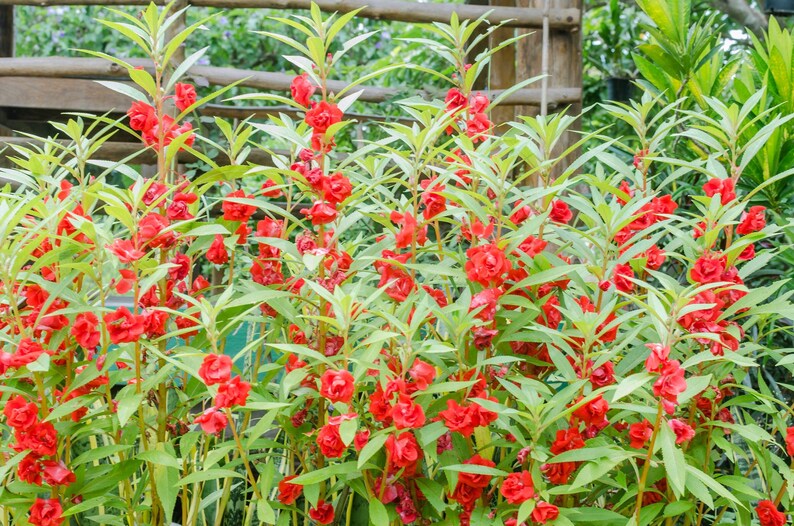 100 Mixed Dwarf TOM THUMB IMPATIENS Balsamina - Sun or Shade - Double ...