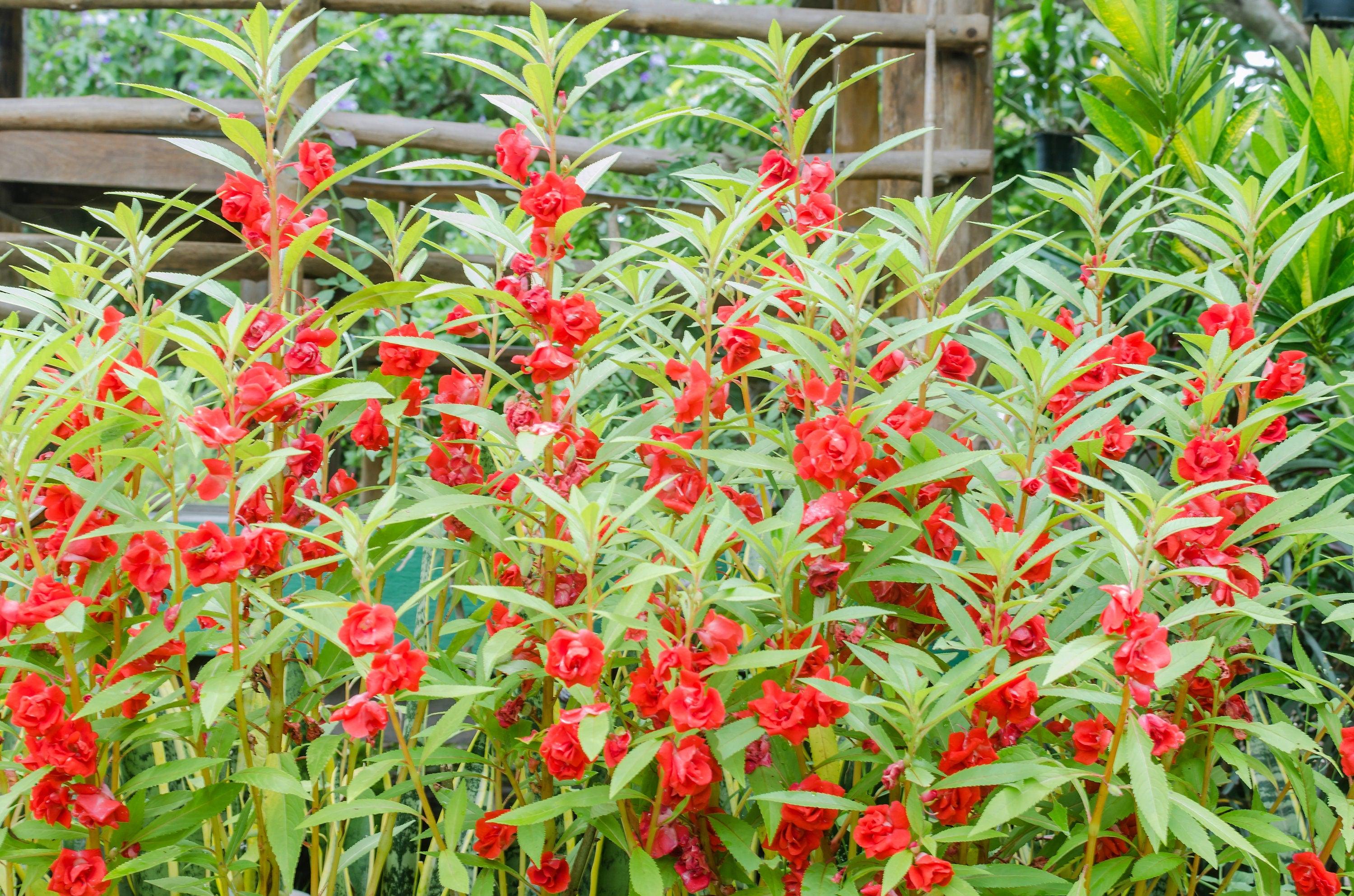 100 Mixed Dwarf TOM THUMB IMPATIENS Balsamina - Sun or Shade - Double ...
