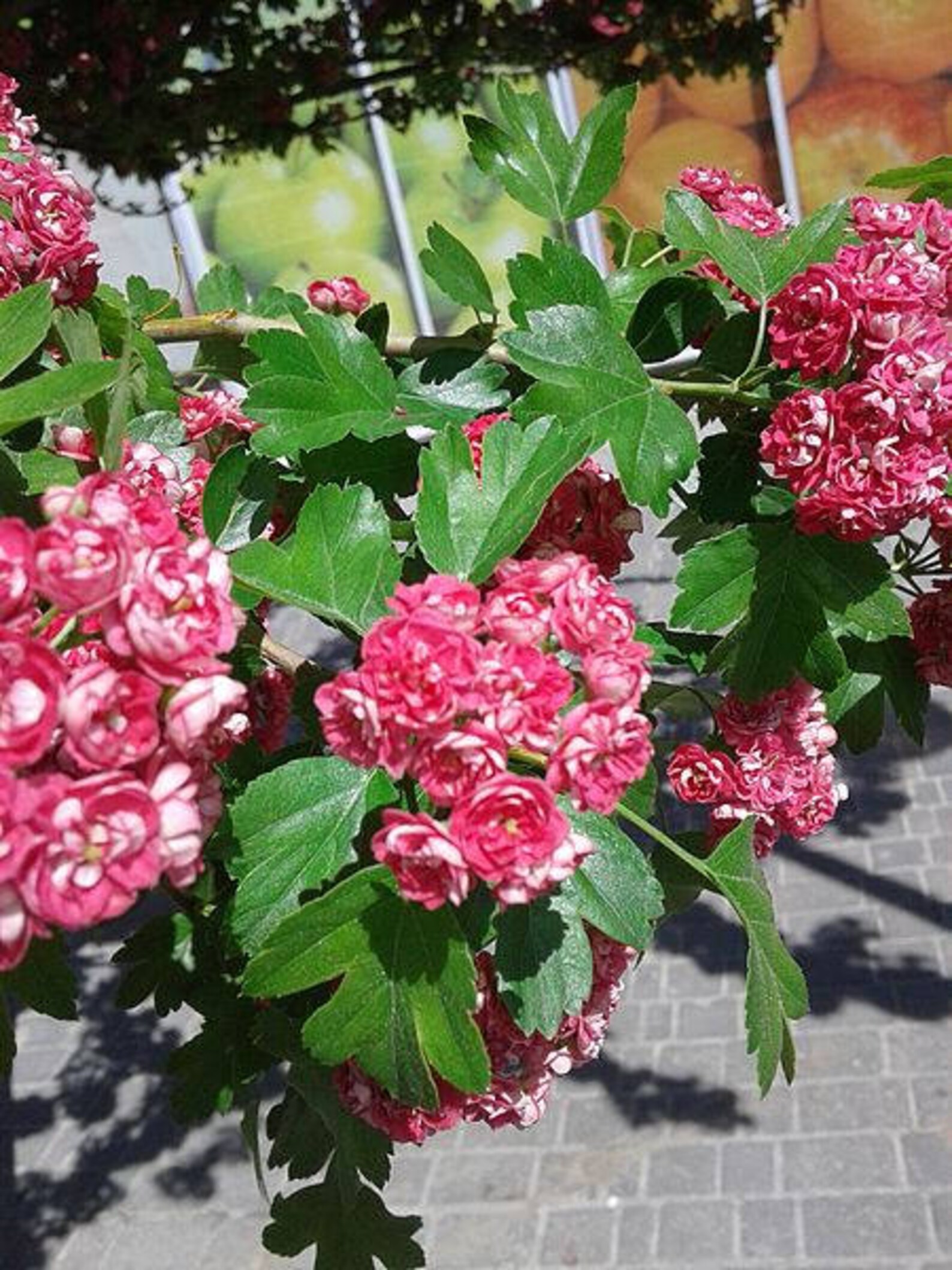 20 ENGLISH HAWTHORN TREE Edible Fruit Flower Mayflower - Etsy