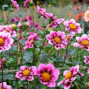 50 MIXED COLLARETTE DAHLIA Variabilis Two Tone Mix of Red Pink Purple ...