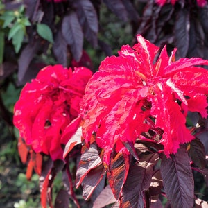 100 Tricolor EARLY SPLENDOR AMARANTHUS Hypochondricus Flower Seeds comb ...