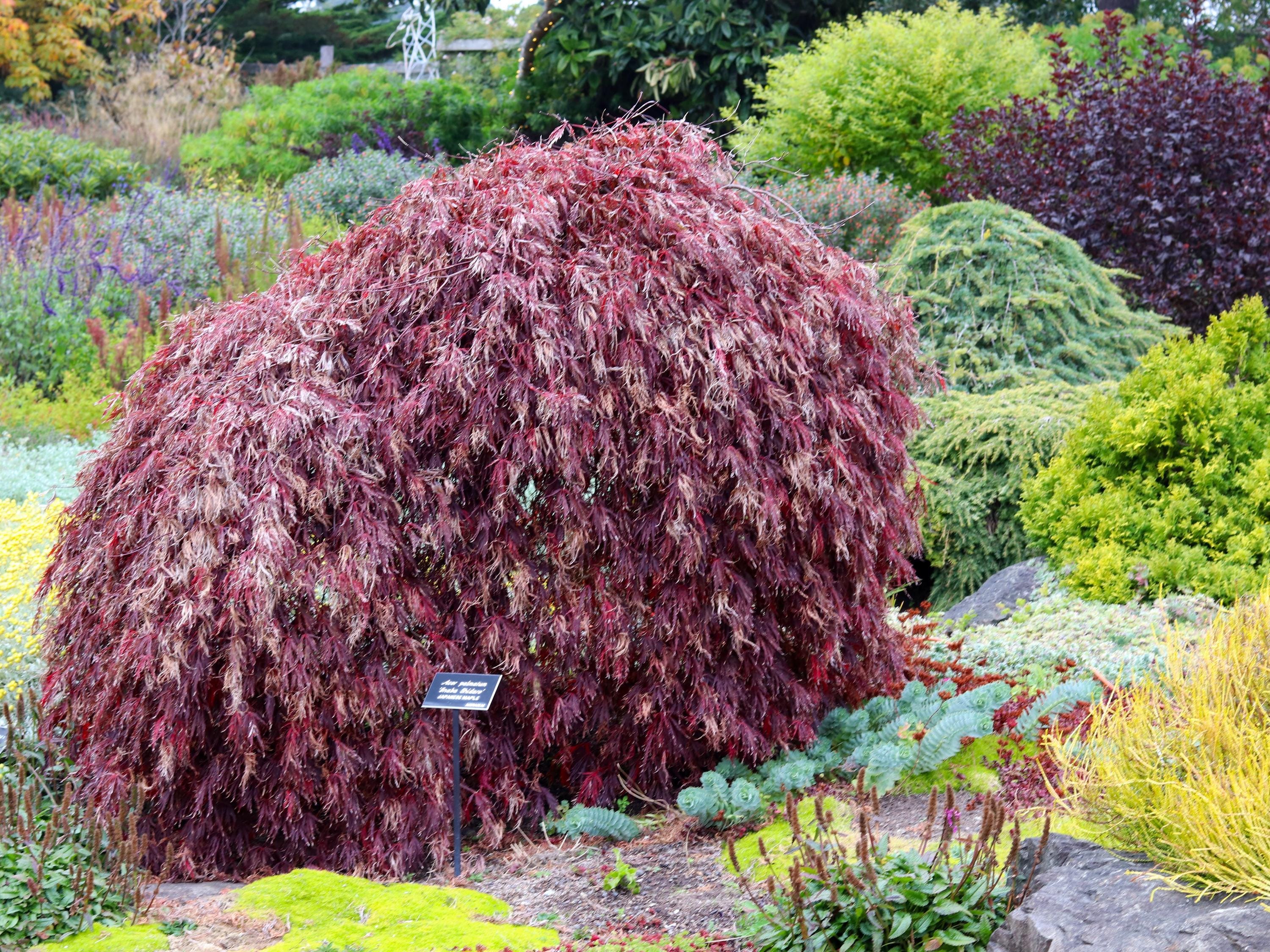 10 INABA SHIDARE MAPLE Weeping Red Laceleaf Japanese Acer Palmatum ...