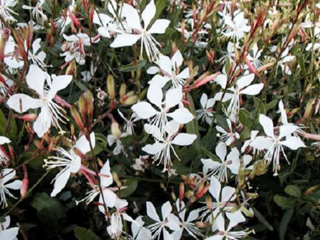 100 White GAURA WHIRLING BUTTERFLIES Gaura Lindheimeri Flower Seeds - Etsy