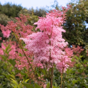10 QUEEN of THE PRAIRIE Pink Meadowsweet Filipendula Rubra Flower Seeds ...