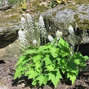 20 SUGAR SCOOP FOAMFLOWER White Tiarella Trifoliata Laceflower Flower ...