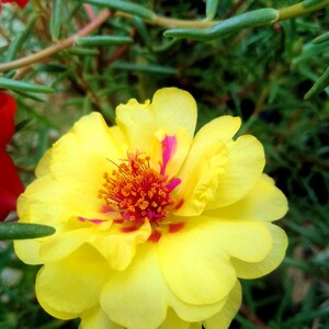 100 Yellow Portulaca Moss Rose Portulaca Grandiflora Succulent Flower
