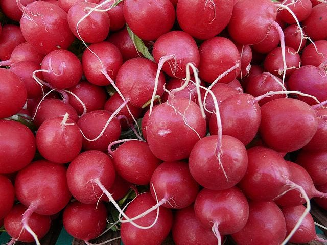 500 CHAMPION RADISH Sweet Scarlet Red Raphanus Sativus Root - Etsy ...