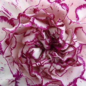 50 PICOTEE MIX CARNATION Dianthus Caryophyllus Double Bicolor Striped ...