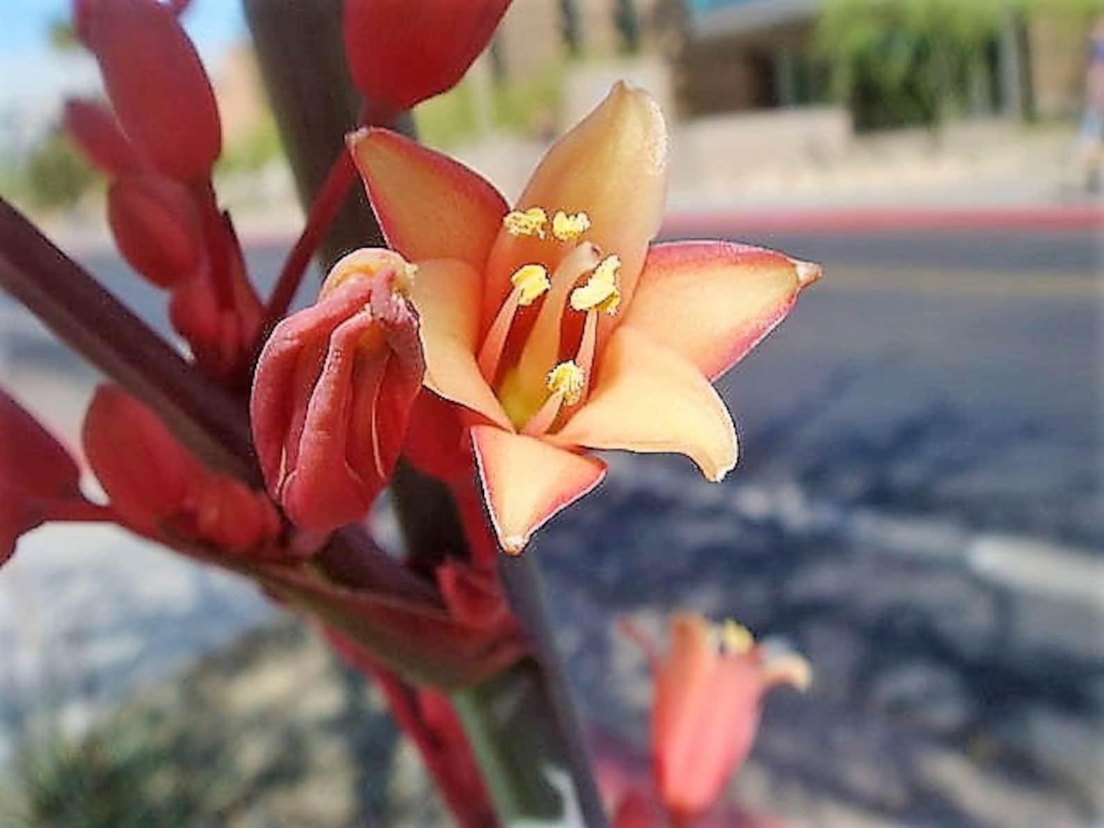 25 RED YUCCA Hesperaloe Parviflora Aka Hummingbird Coral & | Etsy