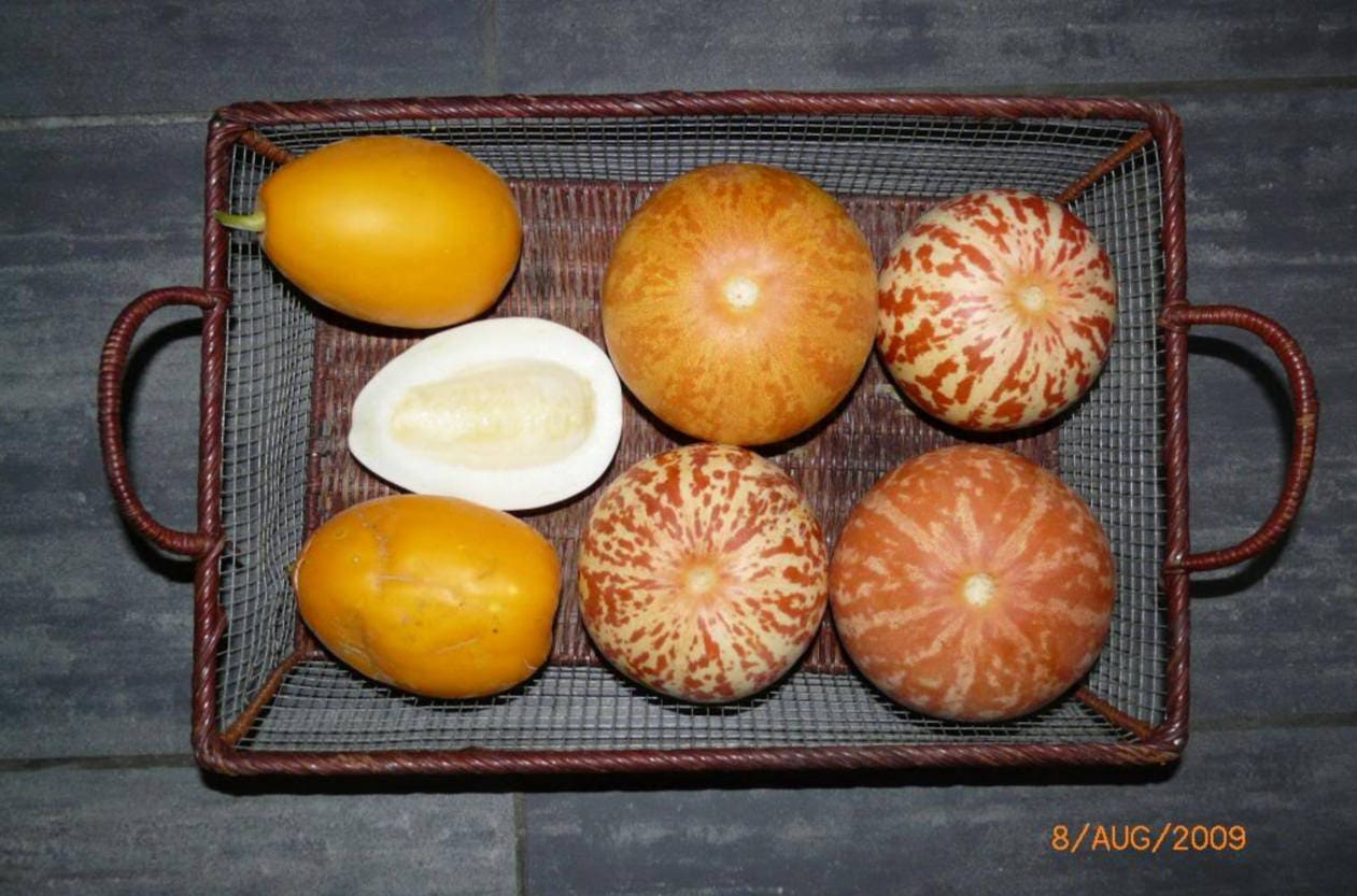 15 TIGGER / TIGER MELON Edible Muskmelon & Ornamental Vine | Etsy