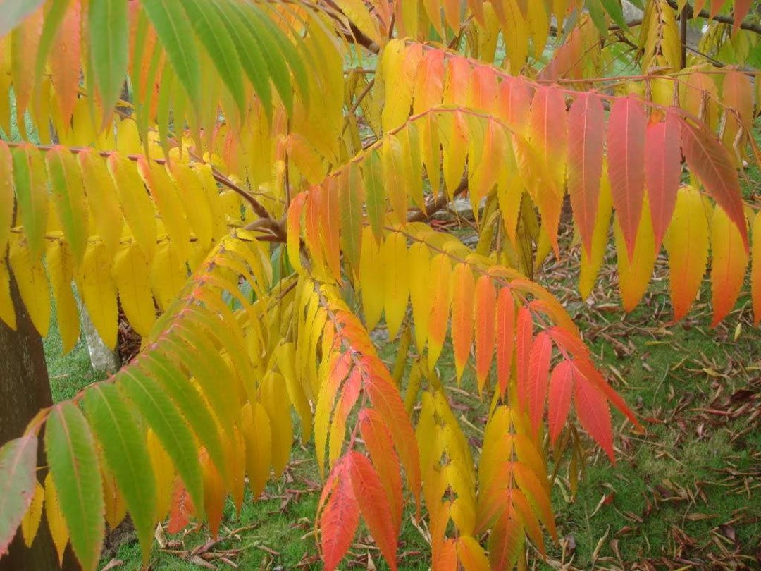 30 FLAMELEAF SUMAC TREE Shining Dwarf Winged Rhus Schmaltzia Copallina ...