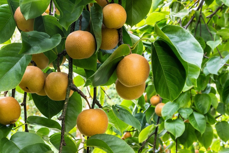 20 ASIAN PEAR TREE Pyrus Pyrifolia Oriental Japanese Fruit Seeds - Etsy