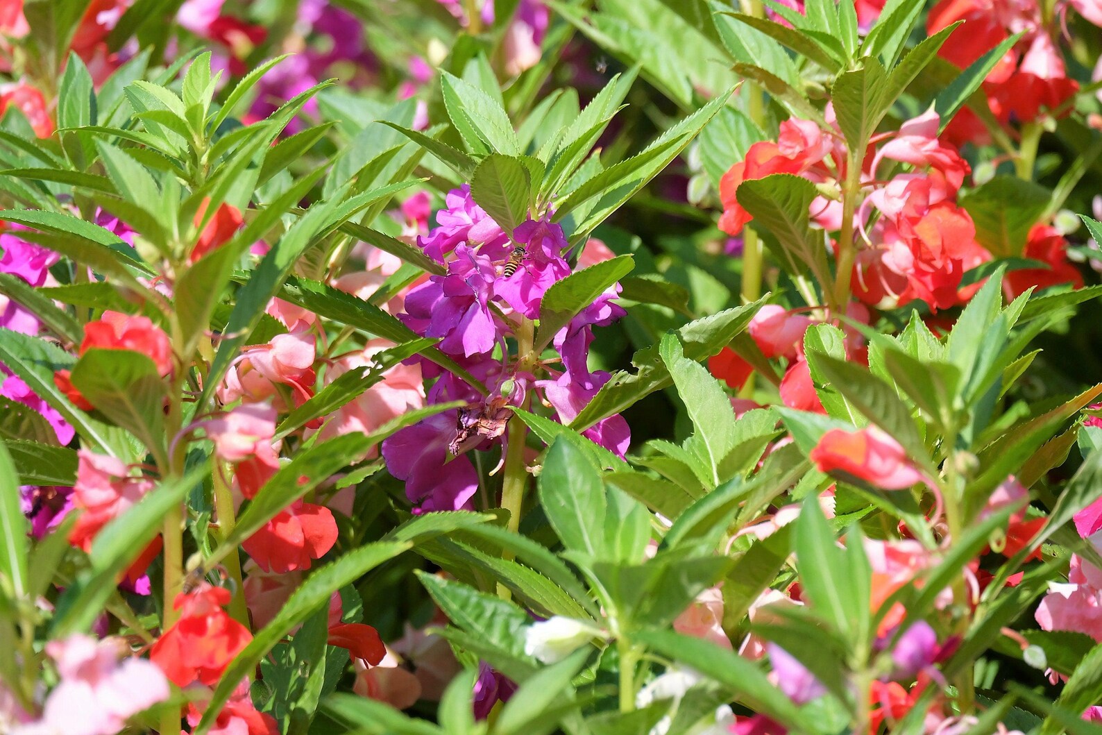 100 Mixed Dwarf TOM THUMB IMPATIENS Balsamina - Sun or Shade - Double ...