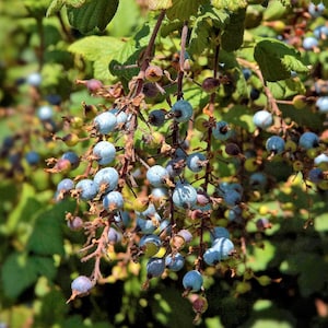 25 RED FLOWERING CURRANT Ribes Sanguineum Aka Blood Currant Edible ...