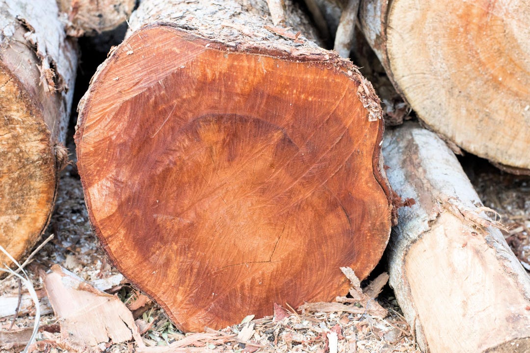 5 TRUE MAHOGANY TREE Honduran Big Leaf Sky Fruit Swietenia Macrophylla ...