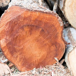 5 TRUE MAHOGANY TREE Honduran Big Leaf Sky Fruit Swietenia Macrophylla ...