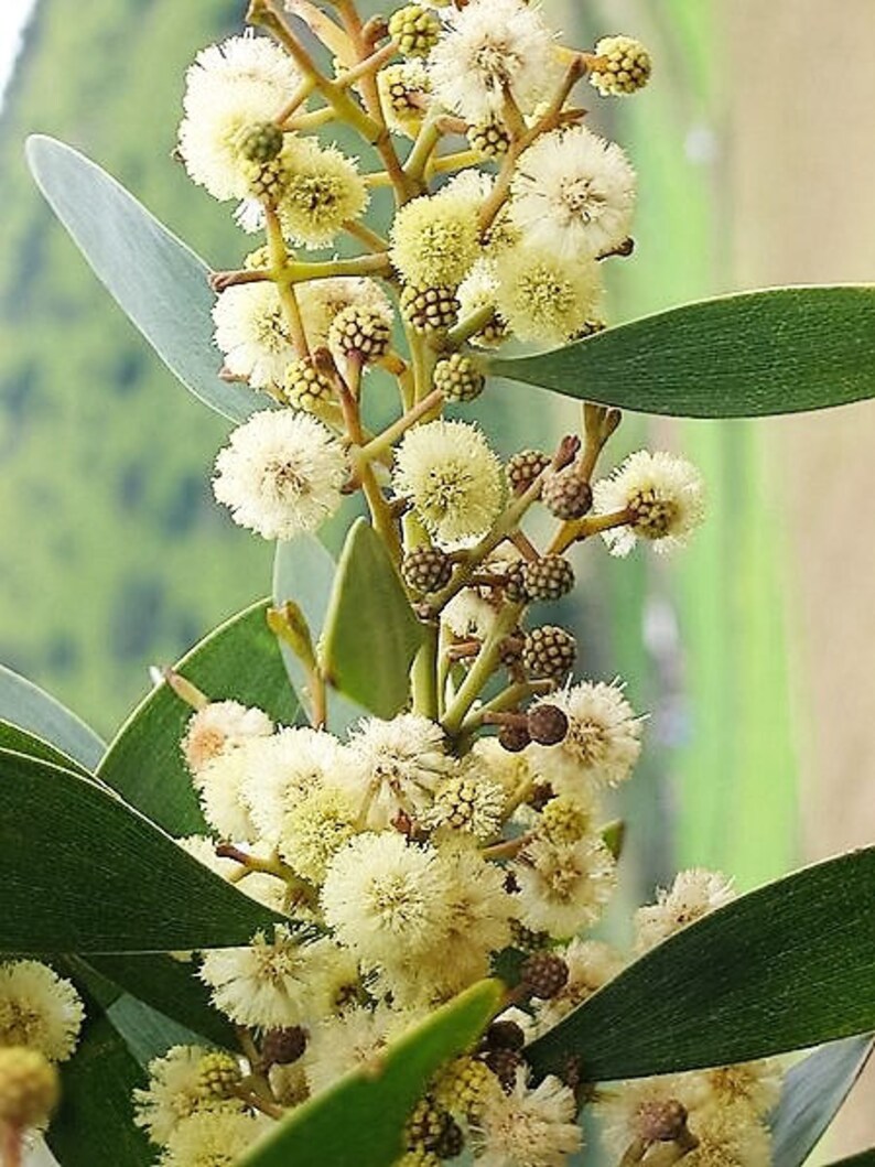 20 AUSTRALIAN BLACKWOOD TREE Black Acacia Melanoxylon Wattle | Etsy