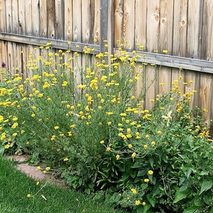 250 GOLDEN MARGUERITE DAISY Dyer's Yellow Chamomile Anthemis Tinctoria ...