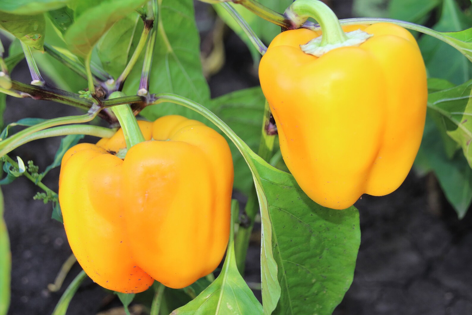 100 Golden YELLOW BELL PEPPER California Wonder Capsicum - Etsy