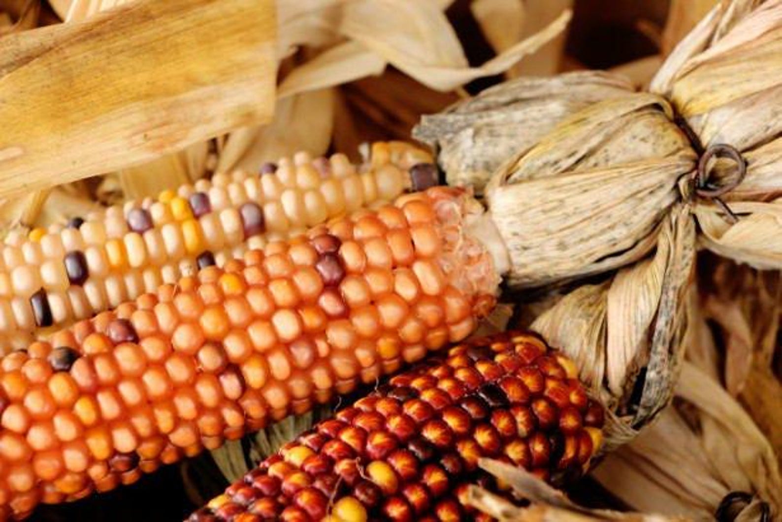 100 Ornamental INDIAN CORN WAMPUM Mixed Colors Zea Mays Vegetable Seeds ...