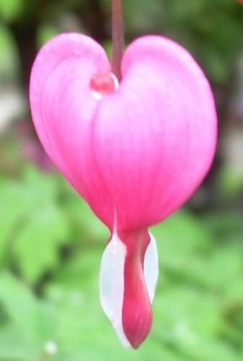 10 BLEEDING HEART PINK Old Fashioned Dicentra Formosa Shade - Etsy